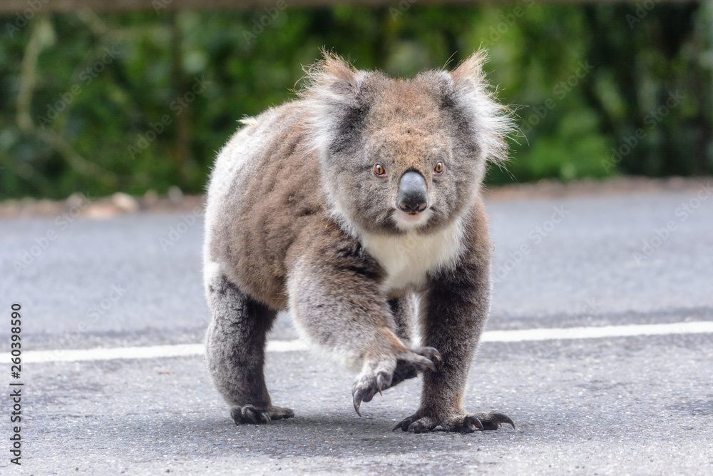Why did the koala cross the road Stock Photo | Adobe Stock