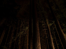 Giant Tree Night View Free Stock Photo - Public Domain Pictures