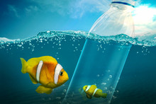 Fish In A Bottle Free Stock Photo - Public Domain Pictures