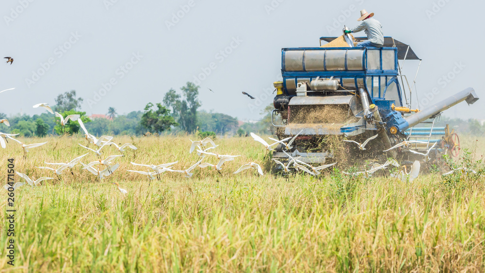 Rice Harvesting in Thailand by Thai farmer and his tractor which ...