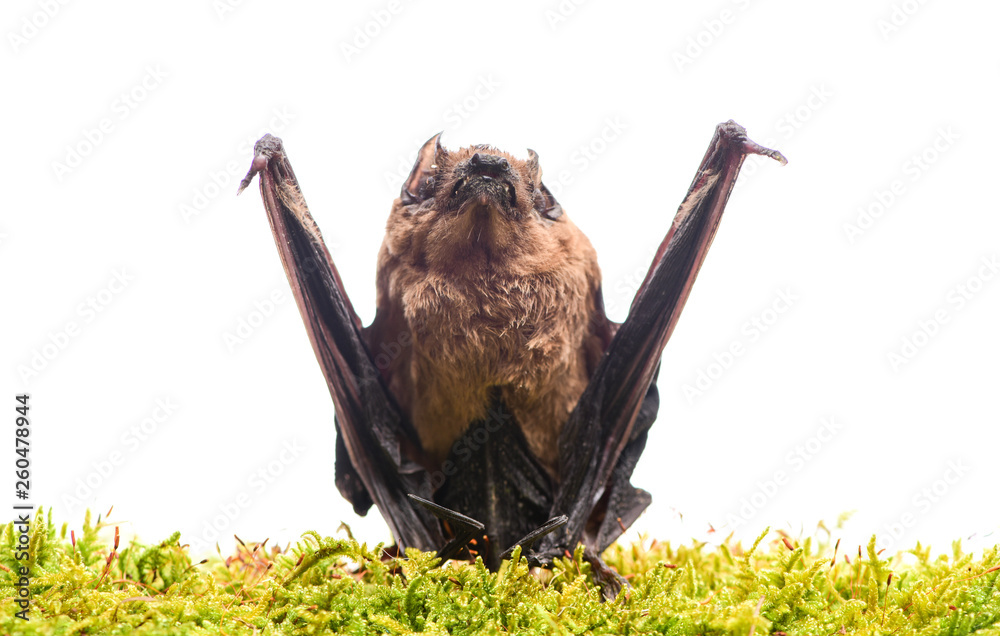 Bat emit ultrasonic sound to produce echo. Bat detector. Dummy of bat ...