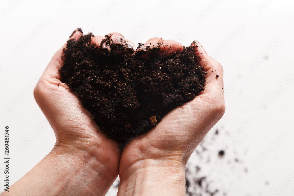 Soil in woman arms against white background close-up. Two hands holding ...