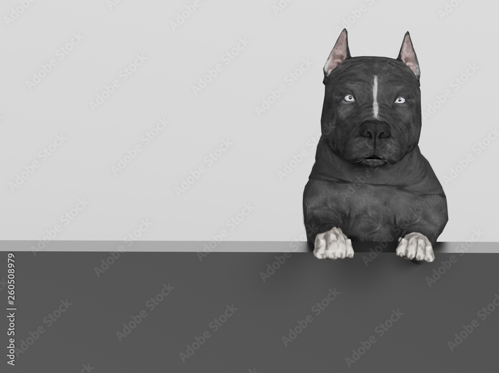 Pitbull behind card board white background 3d render Stock Illustration ...