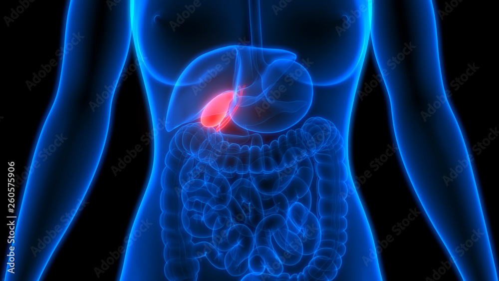 Human Organs Gallbladder Anatomy Stock Illustration | Adobe Stock