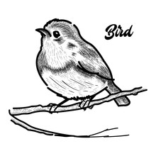 Vintage Clipart Linnet Birds Free Stock Photo - Public Domain Pictures