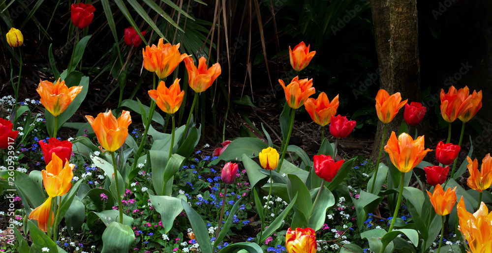 Sprenger's tulips or Tulipa sprengeri is a wild tulip from the Pontic ...