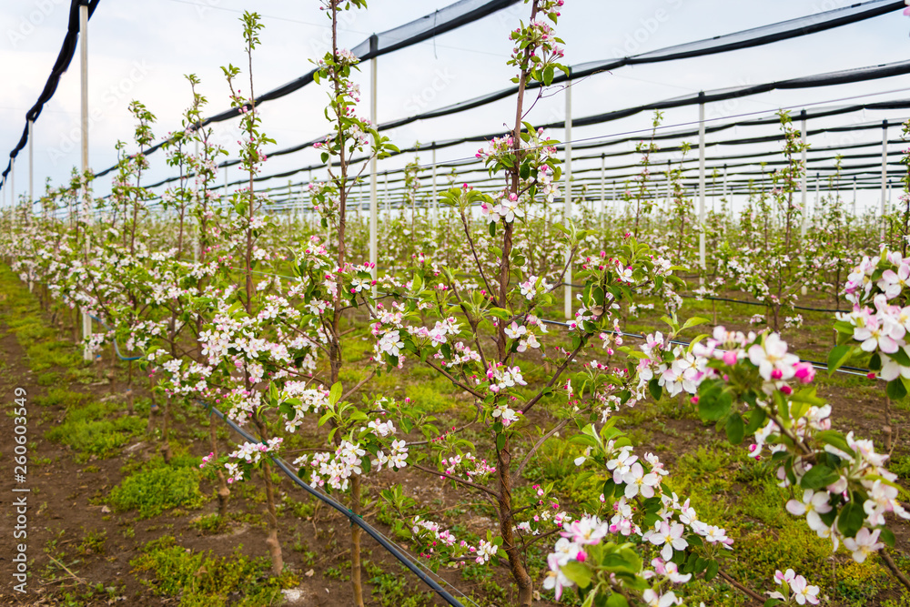 Stock-Foto „Apple tree plantation with Golden Delicious apple trees in ...