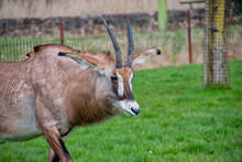 Roan Antelope Free Stock Photo - Public Domain Pictures