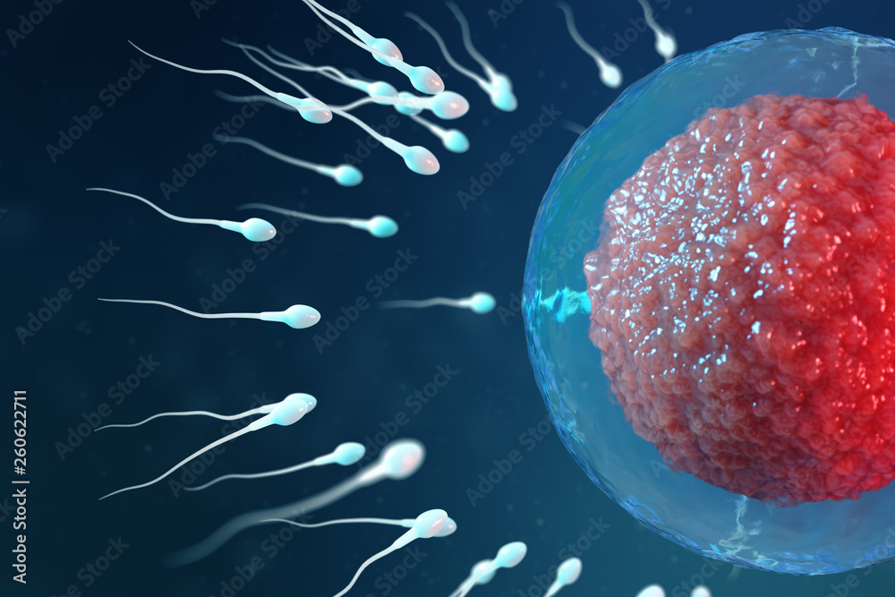 3D illustration sperm and egg cell, ovum. Sperm approaching egg cell ...
