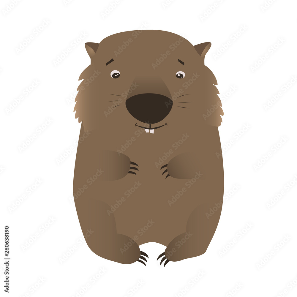 Wombat isolated on white background. Cute native Australian wildlife ...