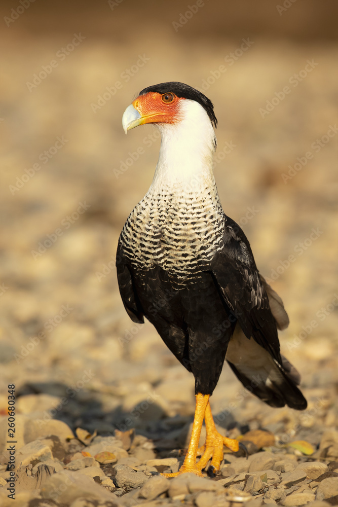 Southern crested caracara (Caracara plancus), also known as the ...
