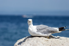 Seagull On Rock Facing Camera Free Stock Photo - Public Domain Pictures