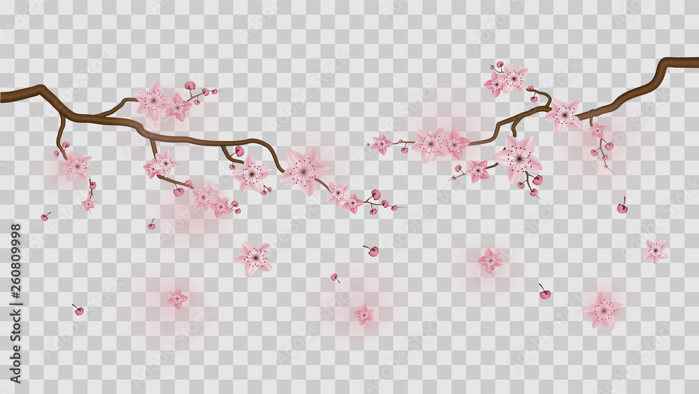 Sakura blossom flowers isolated on transparent background, vector ...