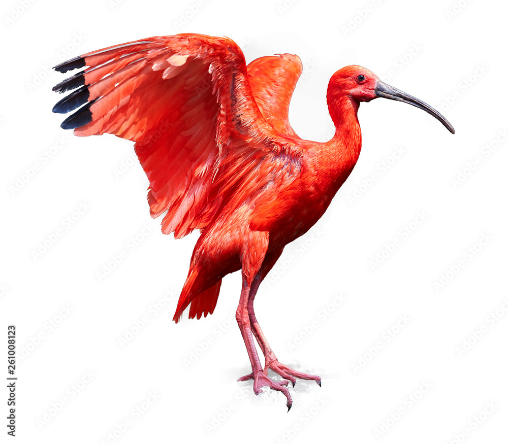Beautiful red bird, Scarlet Ibis Eudocimus ruber isolated on white ...