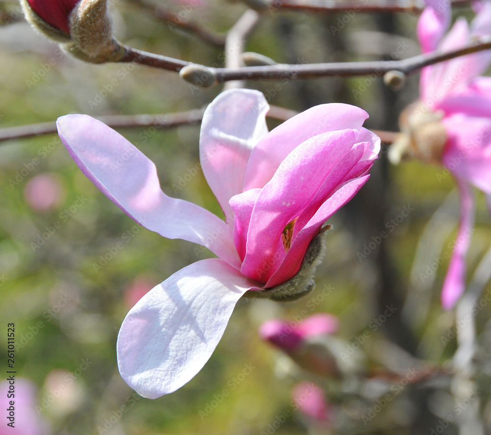Magnolia tree flower is a large genus of about 210 flowering plant ...