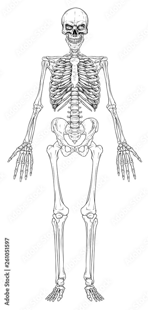 Skeleton Images Black And White
