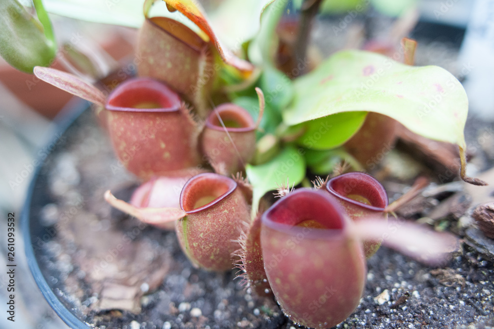 plant, pitcher, carnivorous, species, endangered, plants, nepenthes, flower, tropical, nepenthe ...