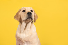 Yellow Lab Portrait Free Stock Photo - Public Domain Pictures