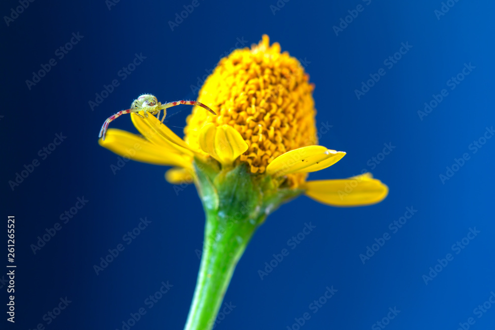 Macro photography of a crab spider walking on a yellow wildflower petal ...