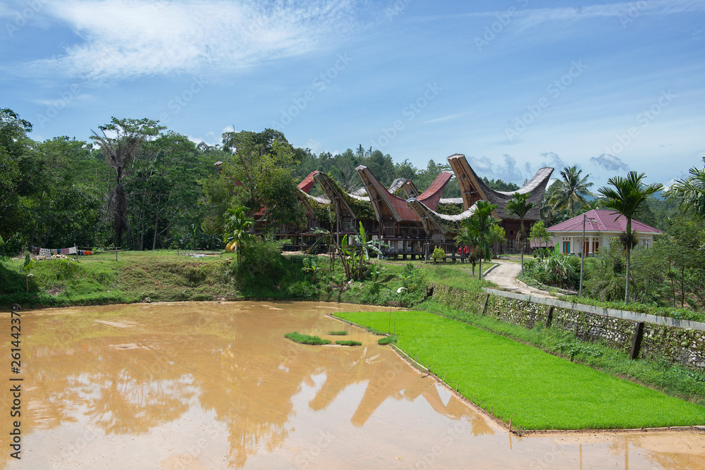 Tongkonan houses, traditional Torajan buildings, Tana Toraja, Sulawesi ...