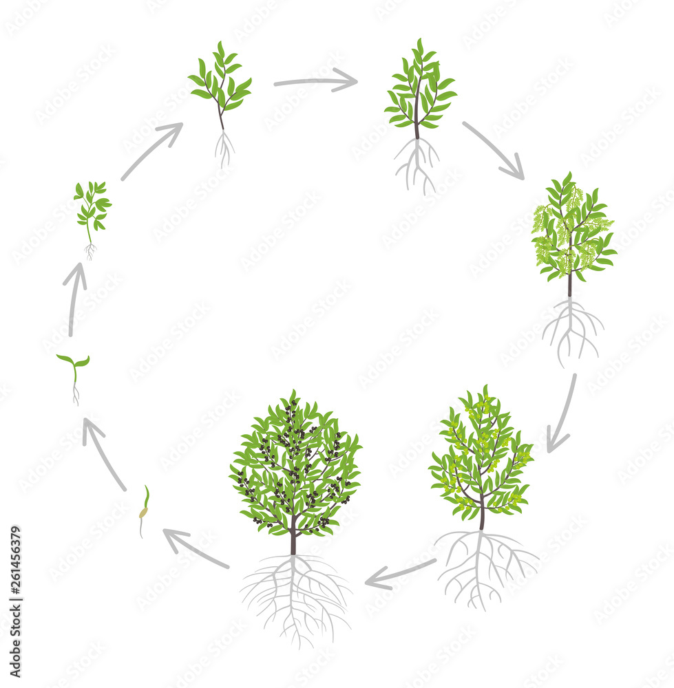 Olive tree growth stages. Vector illustration. Ripening period ...