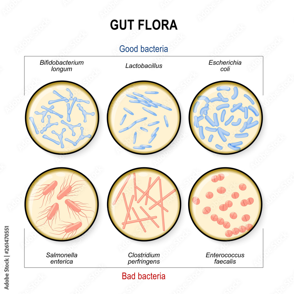 Gut flora. Bad bacteria: Clostridium, Enterococcus, Salmonella and Good ...