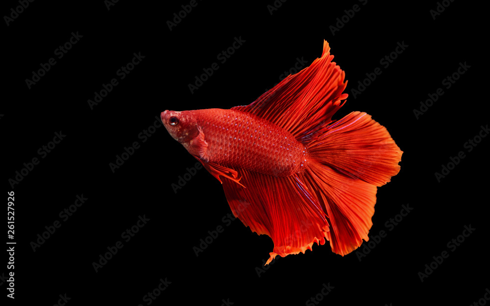 Red color Siamese fighting fish(Rosetail),fighting fish,Betta splendens ...