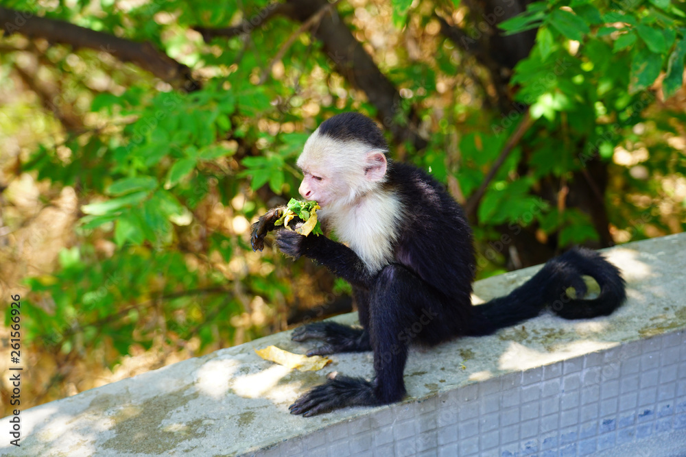 A white-headed capuchin monkey (cebus capucinus) by the pool in ...