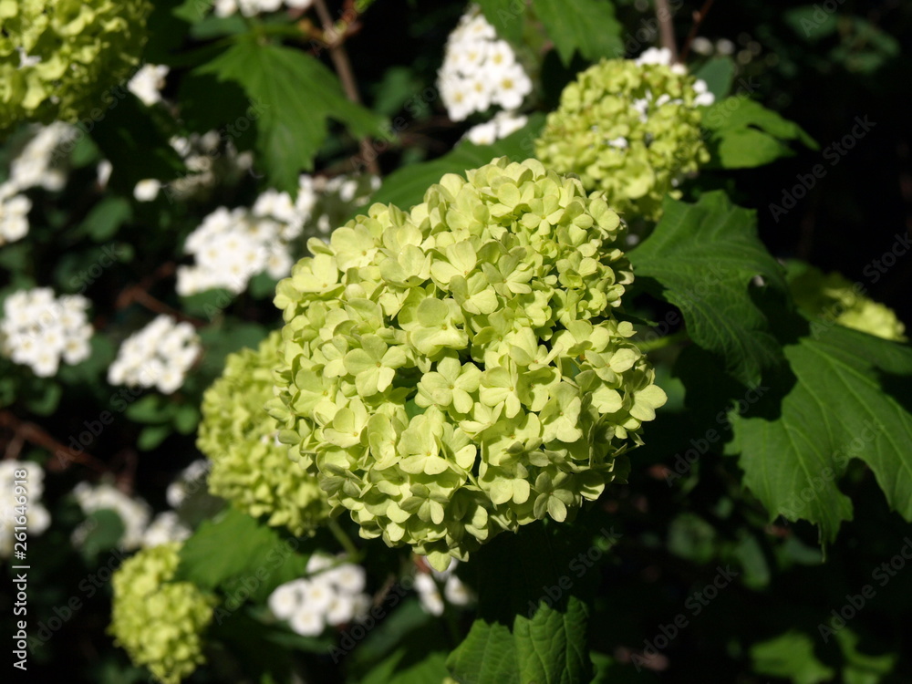 Viburnum opulus Viorne obier Stock Photo | Adobe Stock