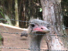 Sad Ostrich