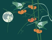 Moon Berries Free Stock Photo - Public Domain Pictures