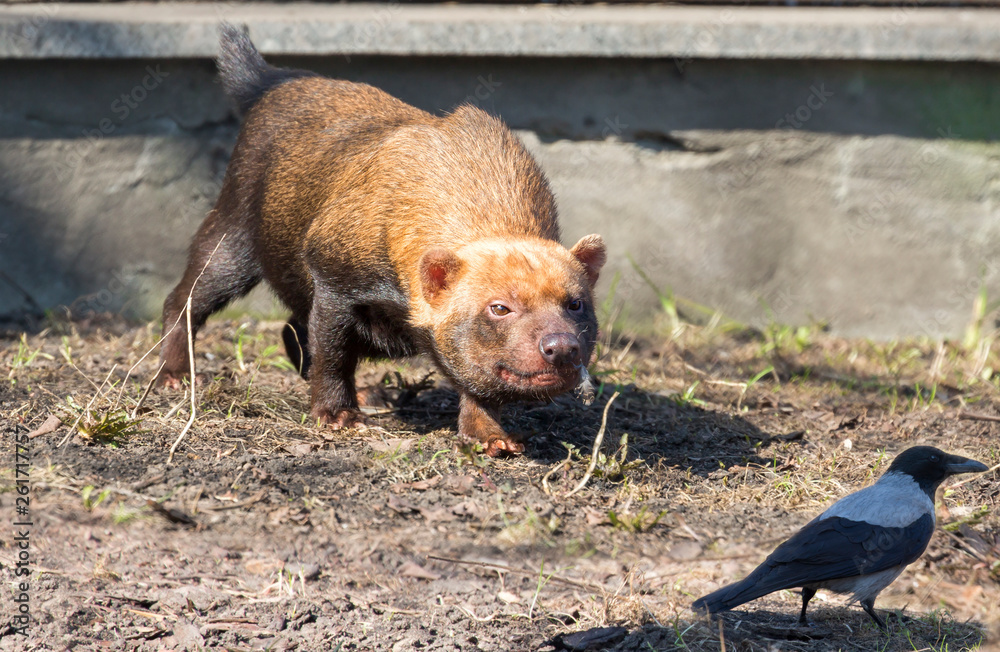 Bush Dog hunts a crow. (Savannah Dog). The Bush dog is a predatory ...