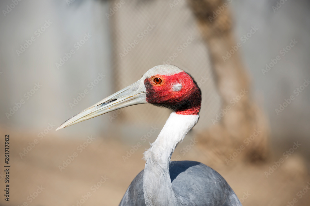 Stock-Foto „Sarus crane. This is the largest representative of the ...