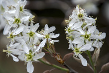 June Berry Amelanchier Lamarckii Free Stock Photo - Public Domain Pictures