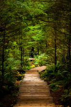 Enlightened Forest Path Free Stock Photo - Public Domain Pictures