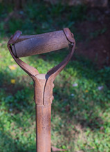 Strong Branches Of A Tree Forking Free Stock Photo - Public Domain Pictures