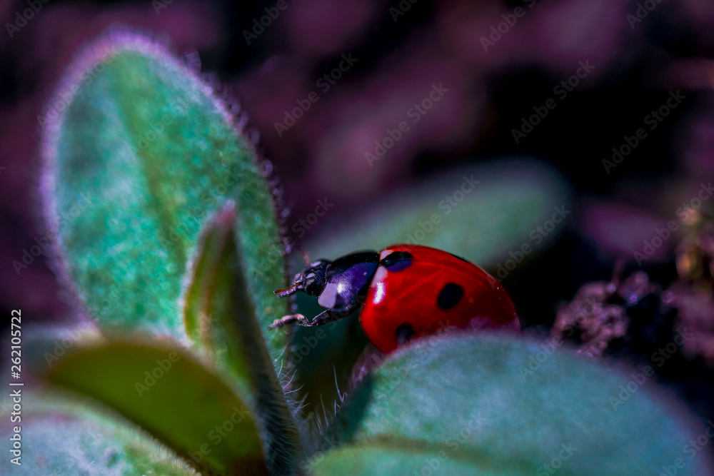 Macro Photos of Early Spring Time, Nature is waking up to Life Flowers ...