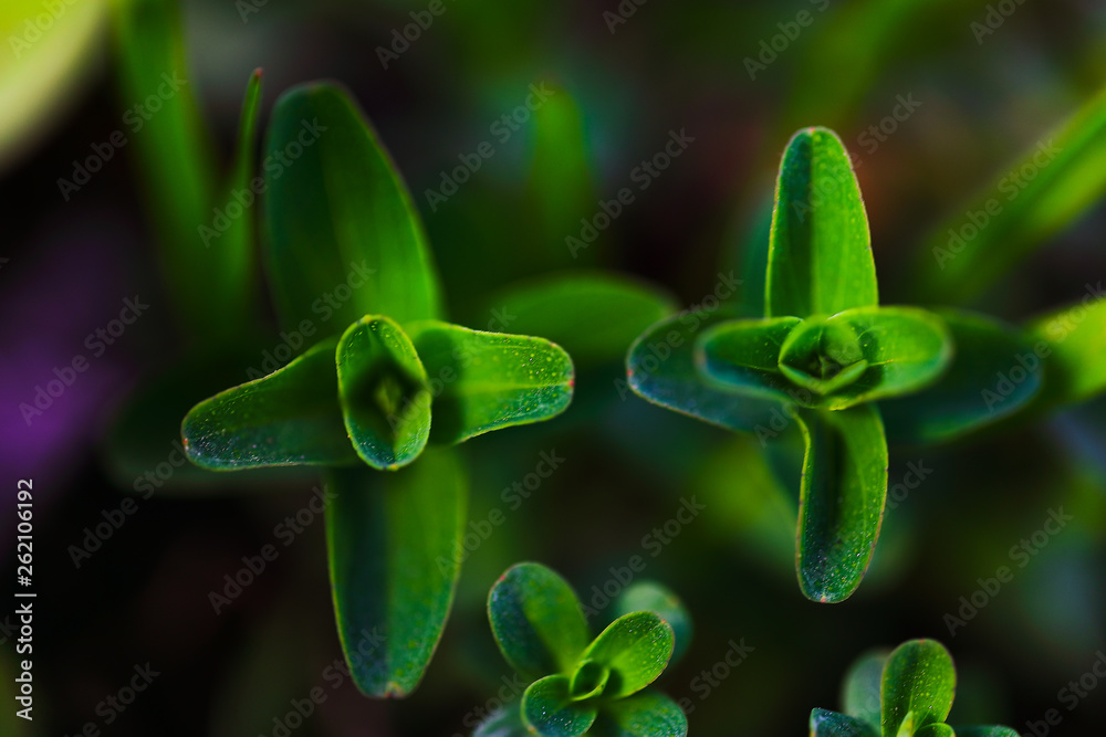 Macro Photos of Early Spring Time, Nature is waking up to Life Flowers ...