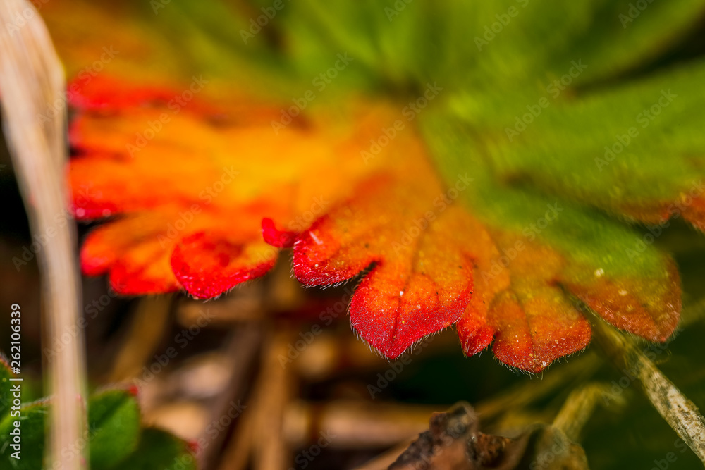 Macro Photos of Early Spring Time, Nature is waking up to Life Flowers ...