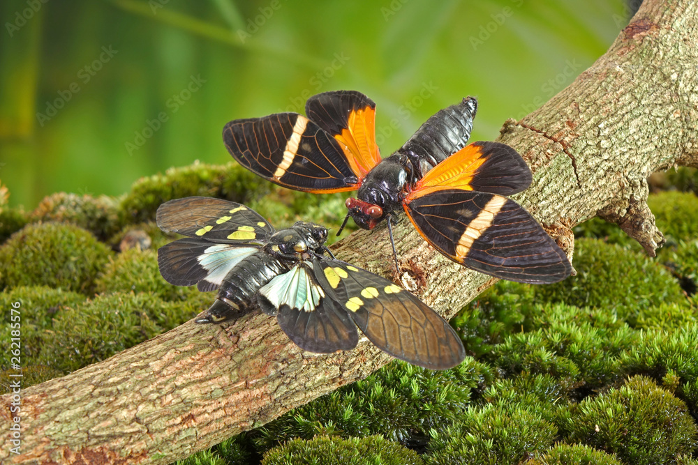 Cicada : Butterfly cicadas with broad multicolor wings. Green and blue ...