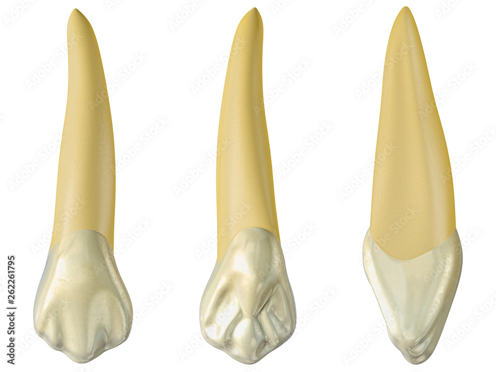 maxillary canine tooth in the buccal, palatal and lateral views ...