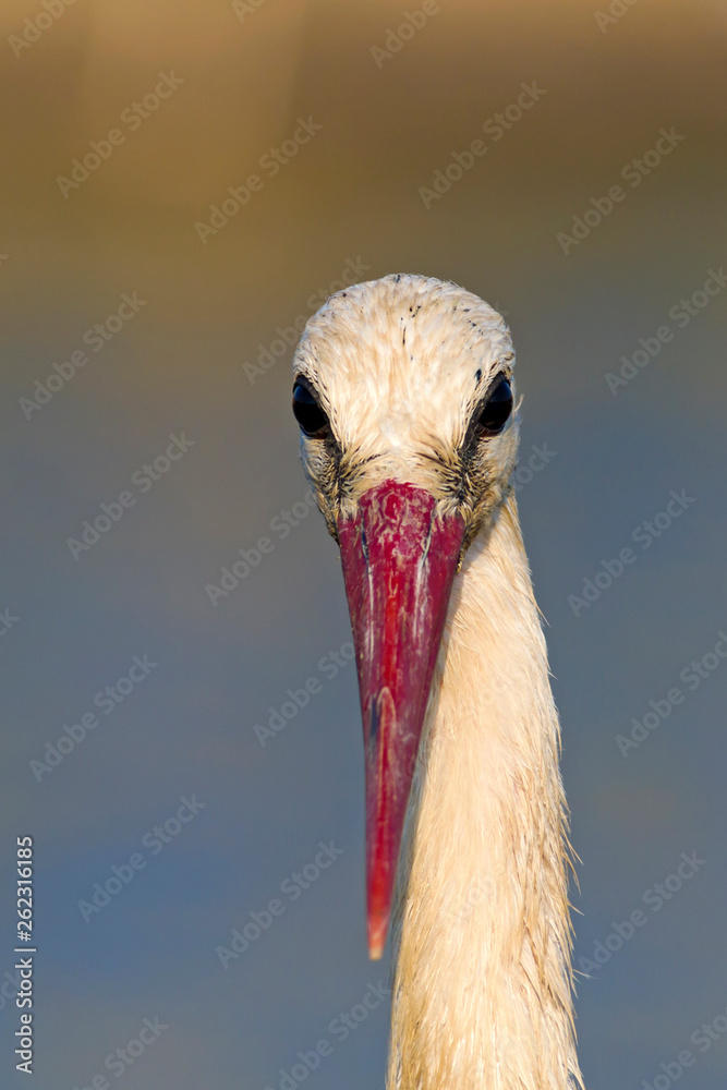 Cute sork portrait. Nature background. Stock Photo | Adobe Stock