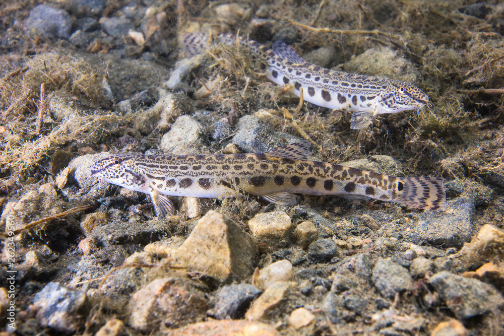 Underwater photography of freshwater fish Danubian spined loach ...