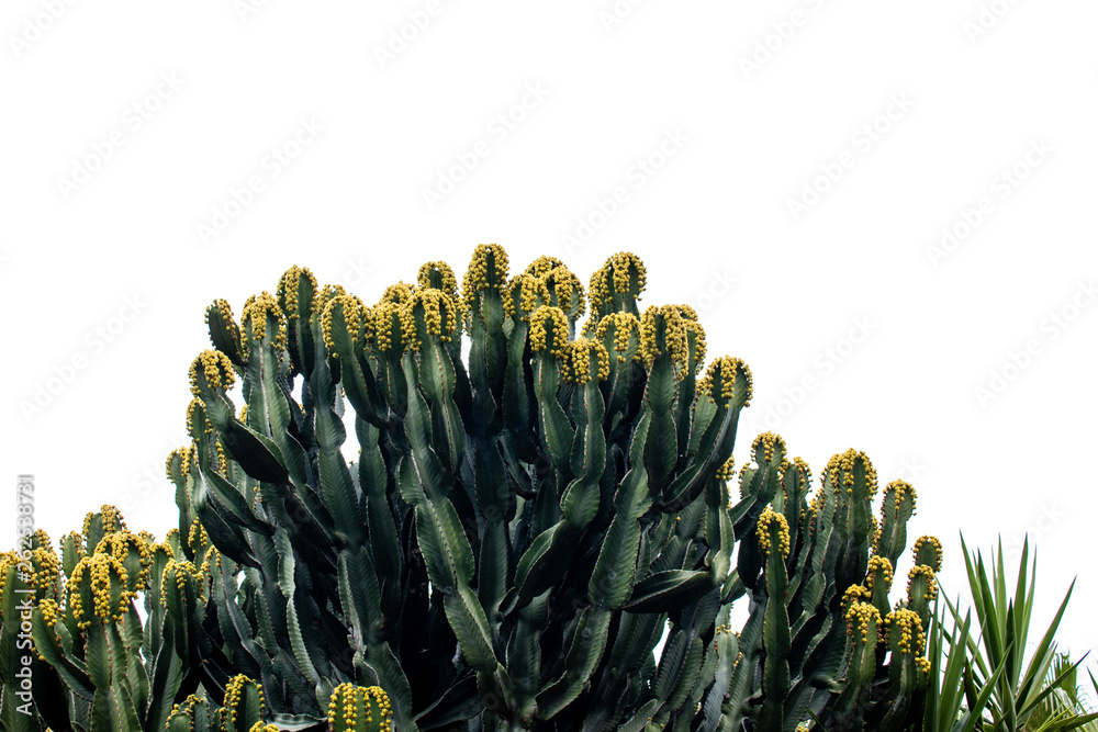 Cactus: giant green and wild cacti in groups, succulent and succulent ...