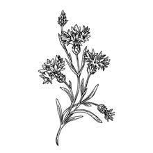 Cornflower Line Art Illustration Free Stock Photo - Public Domain Pictures