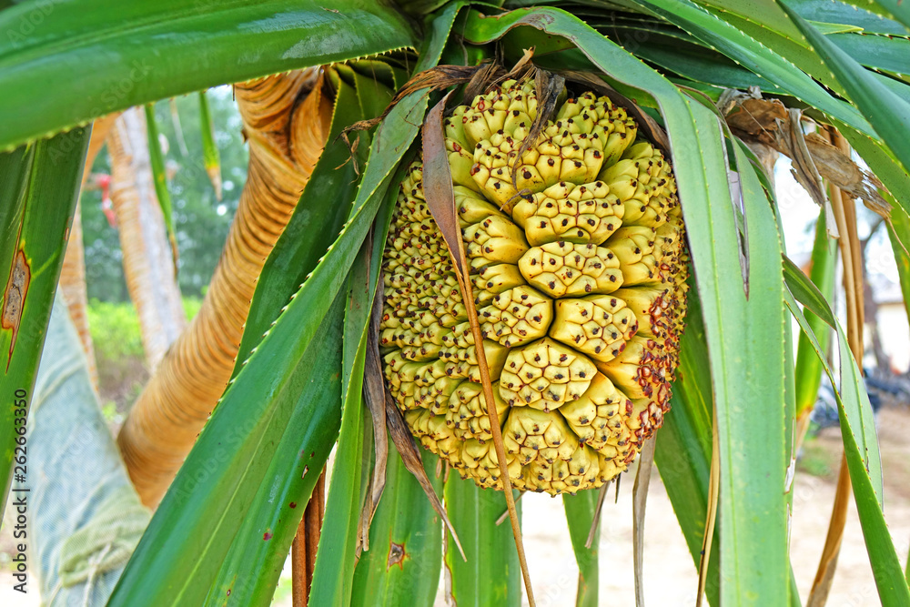 Hala fruit (Pandanus tectorius) or Tahitian screwpine, thatch screwpine ...