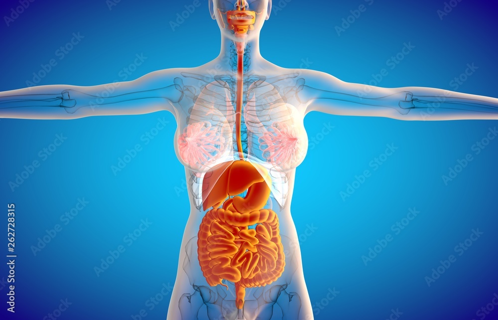 Anatomy of female digestive system Stock Illustration | Adobe Stock