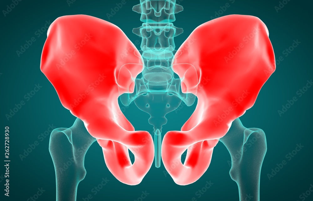 Hip Skeleton, pelvis illustration Stock Illustration | Adobe Stock