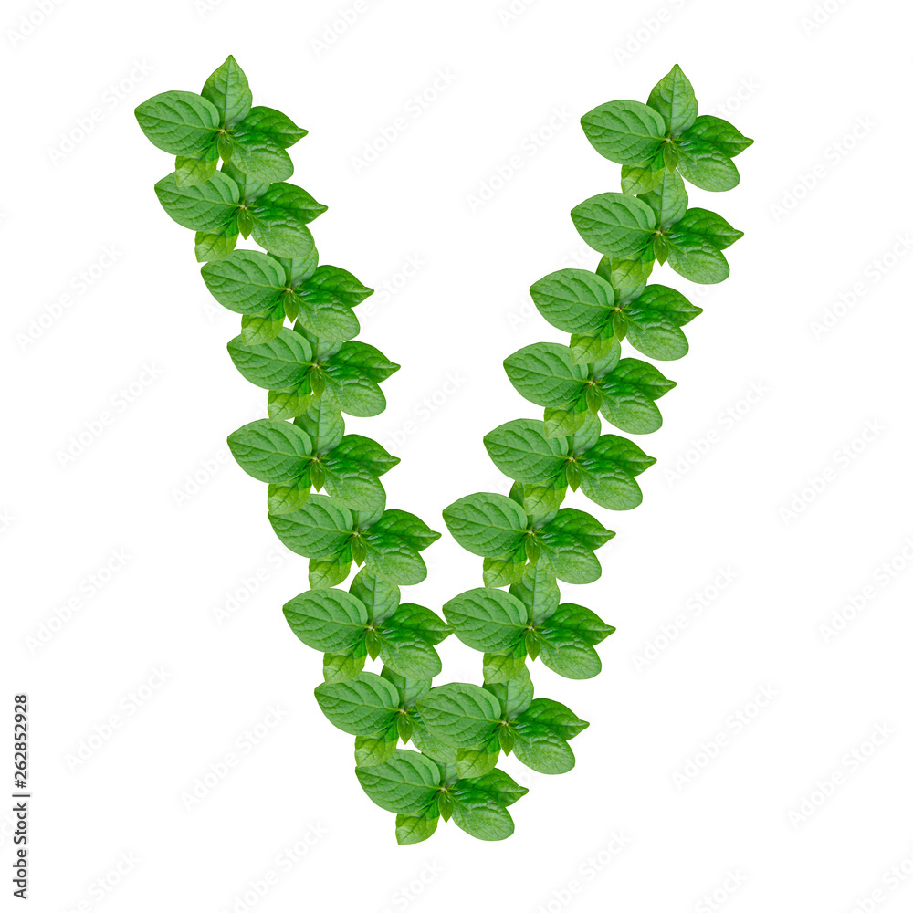 Letter V made from green leaves of persimmon, alphabet on isolated ...