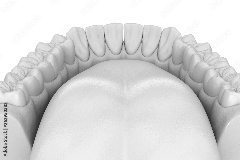 Mandibular human gum and teeth anatomy. Medically accurate tooth 3D ...